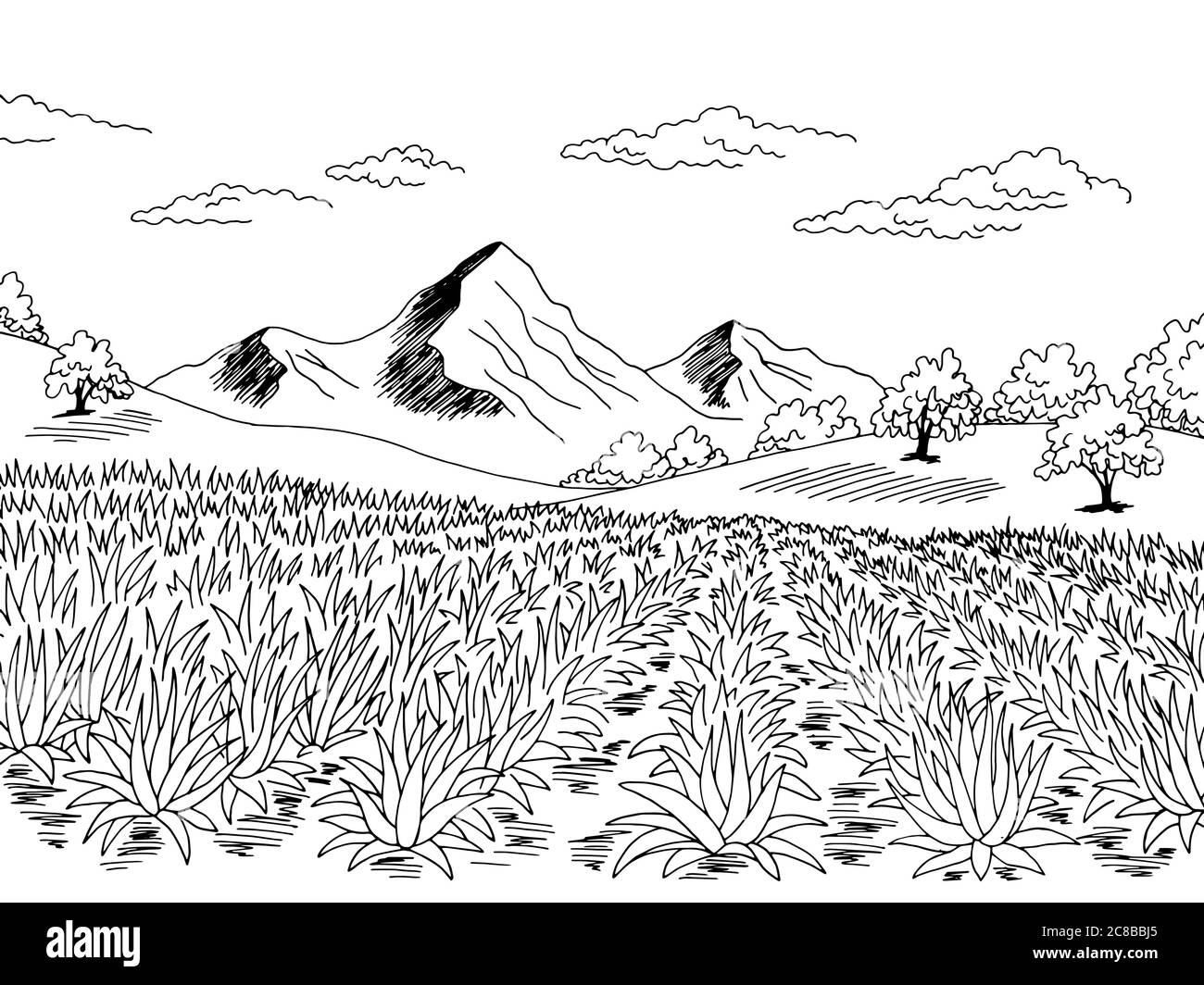 Agave field plantation graphic black white landscape sketch ...