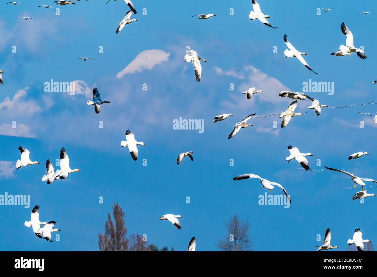 Many Snow Geese Flying Snowy Mount Baker Mountains Skagit Valley ...