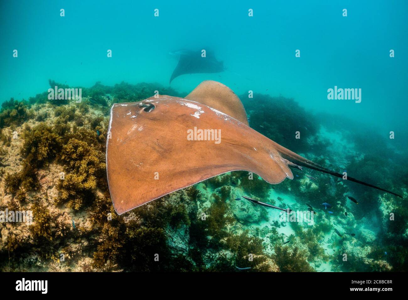 Stingrays Of Australia High Resolution Stock Photography and Images - Alamy