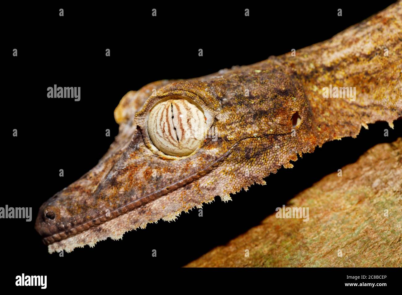 Madagascar giant bamboo hi-res stock photography and images - Alamy