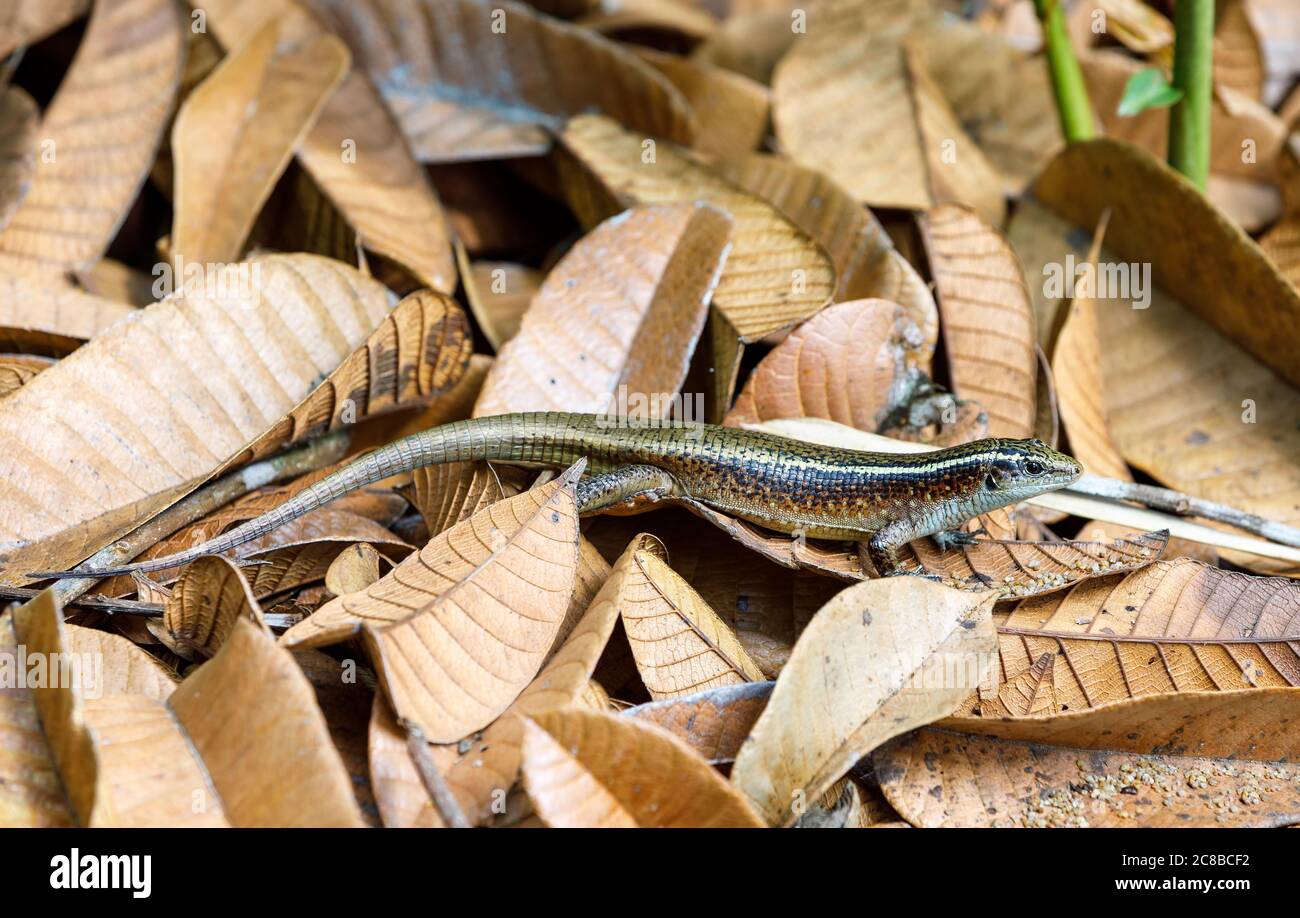 Madagascar girdled lizard or Madagascar plated lizard (Zonosaurus ...