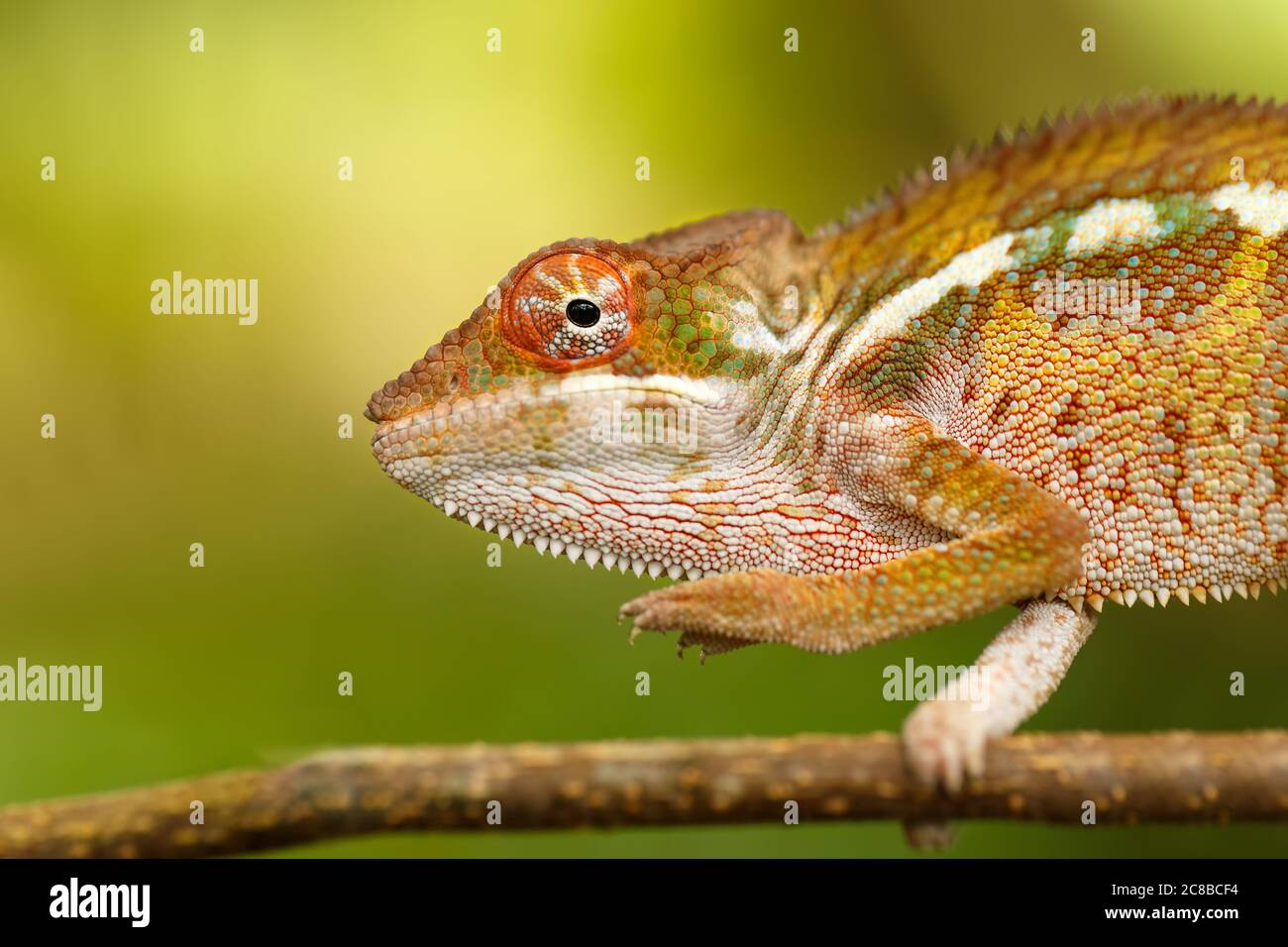 small lizard panther chameleon (Furcifer pardalis) on small branch in ...