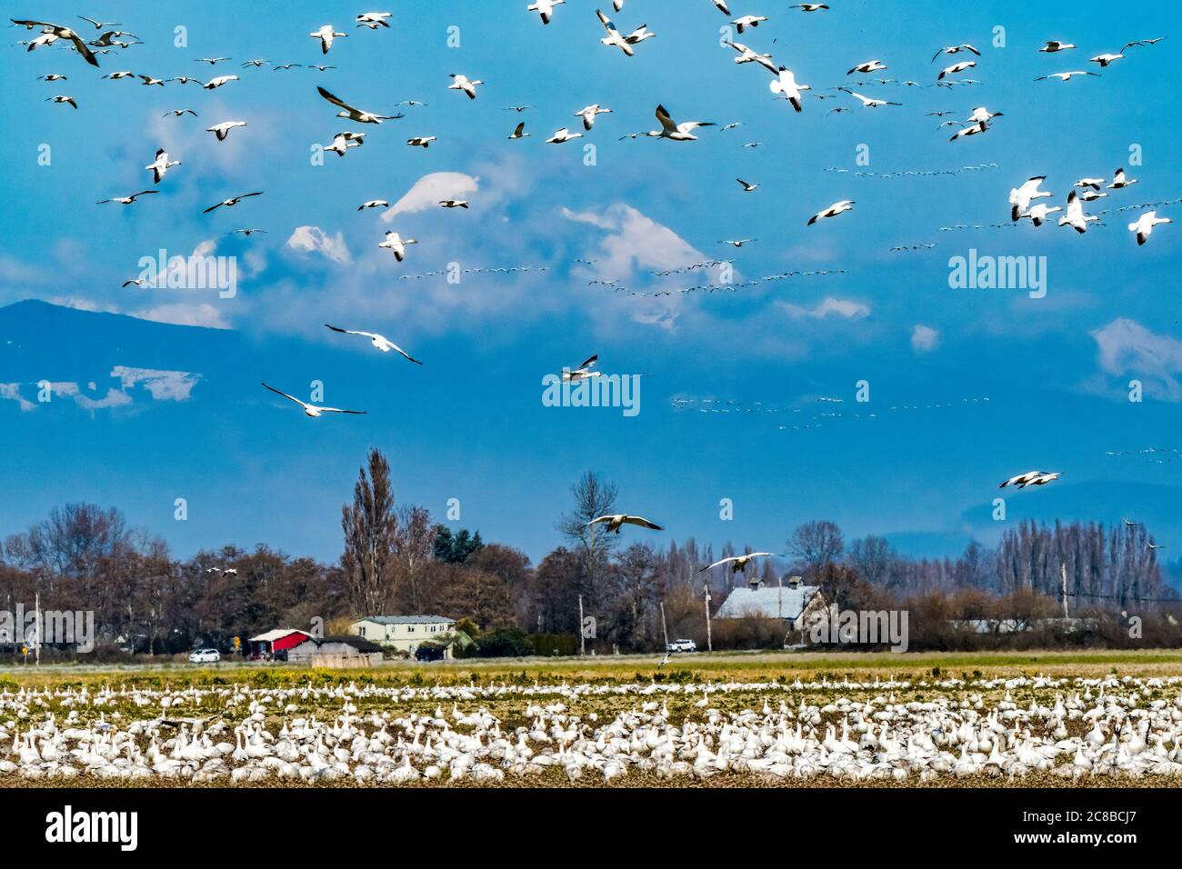 Many Snow Geese Flying Flock Snowy Mount Baker Mountains Skagit Valley ...