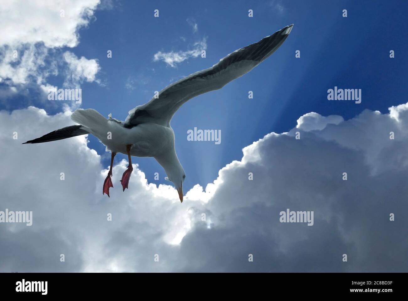 Seagull flying in front of a parly cloudy sky Stock Photo - Alamy