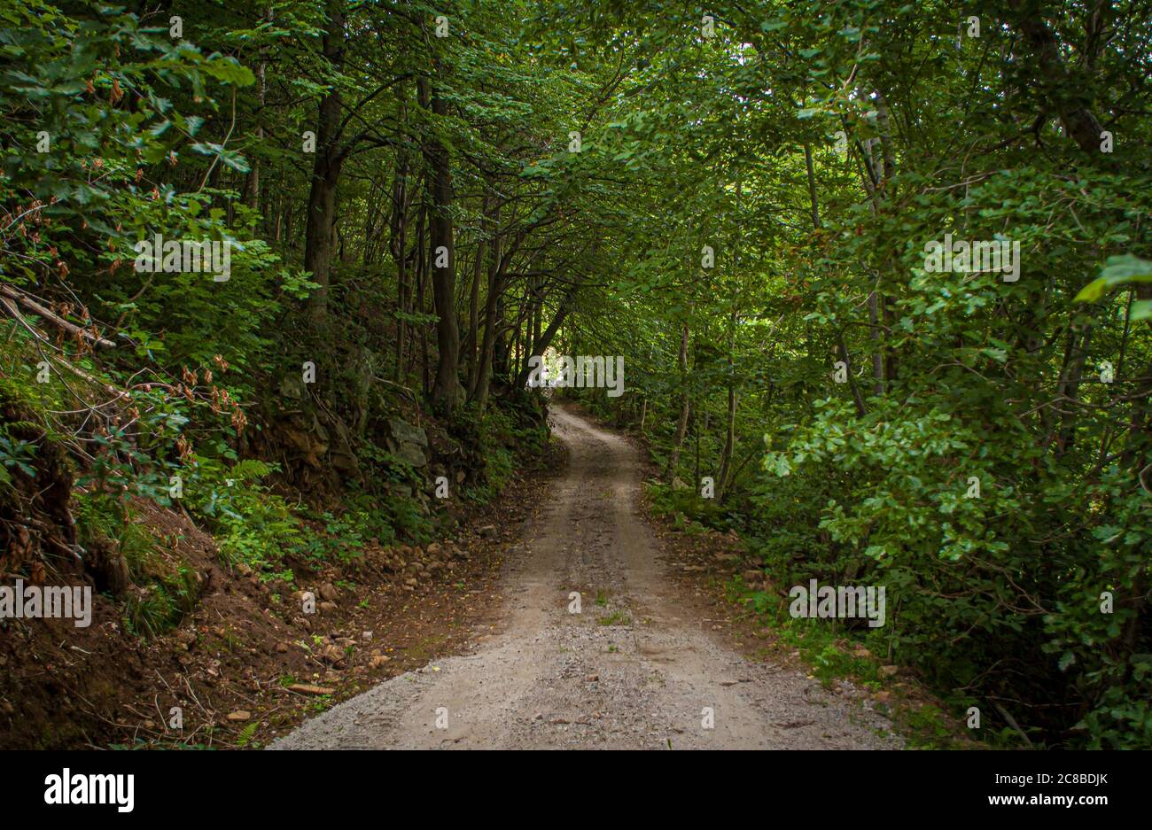 A small road through the woods Stock Photo - Alamy
