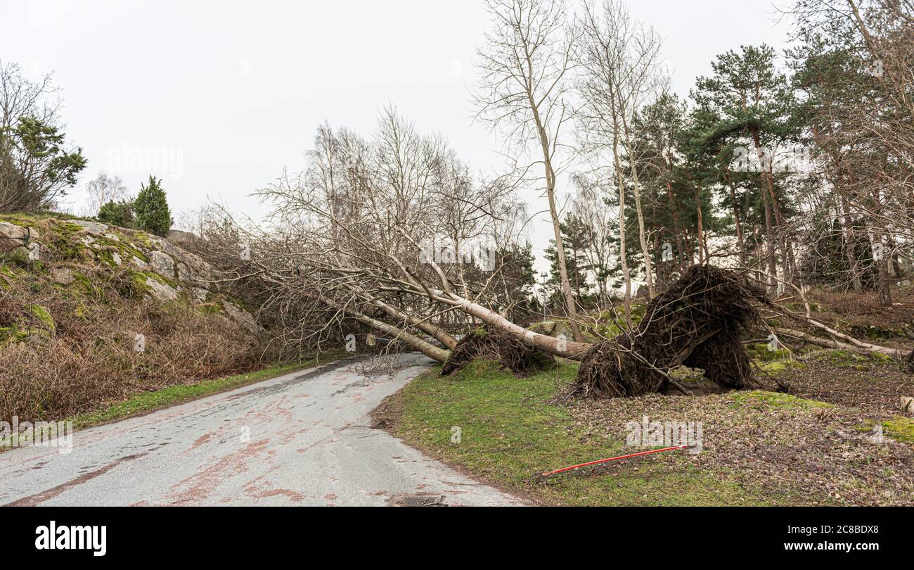 Fallen trees in a grave yard Stock Photo - Alamy