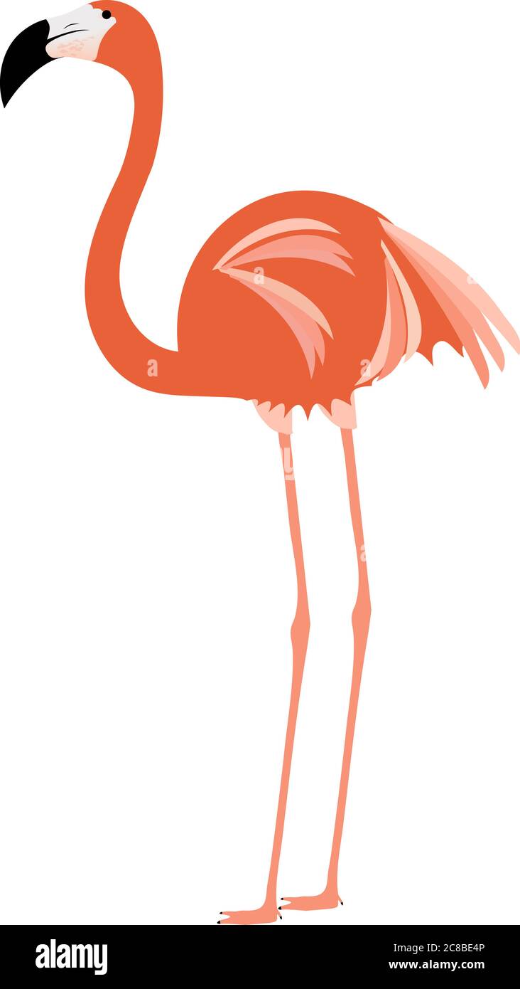 Flamingo Standing Side View Illustration Stock Photo - Alamy