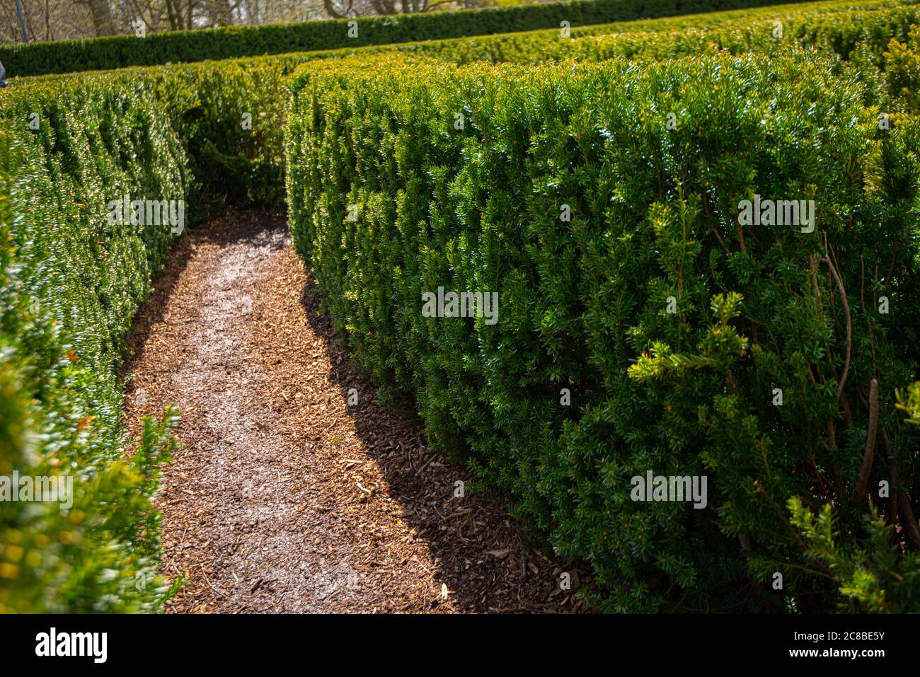 Hedge maze in english garden hi-res stock photography and images - Alamy