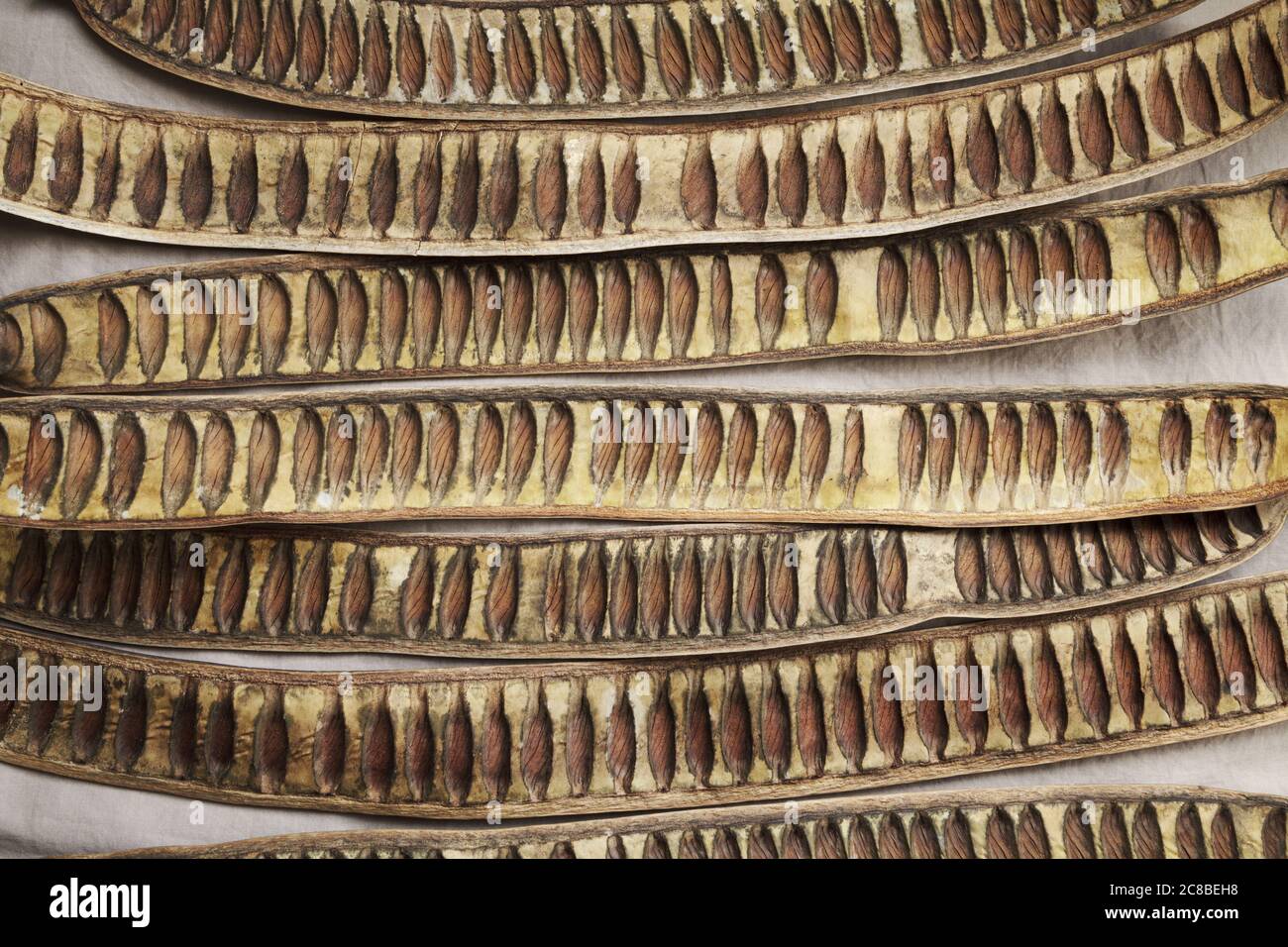 Flamboyant tree seeds High Resolution Stock Photography and Images - Alamy