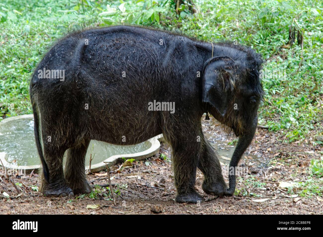 Asian baby Elephant in playful mood Stock Photo - Alamy