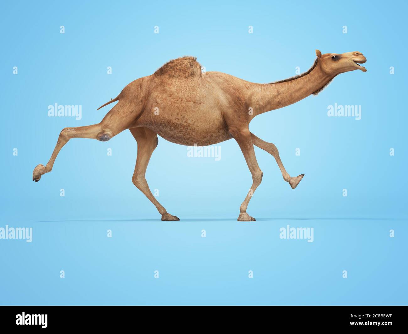 3d rendering concept of camel running on blue background with shadow ...