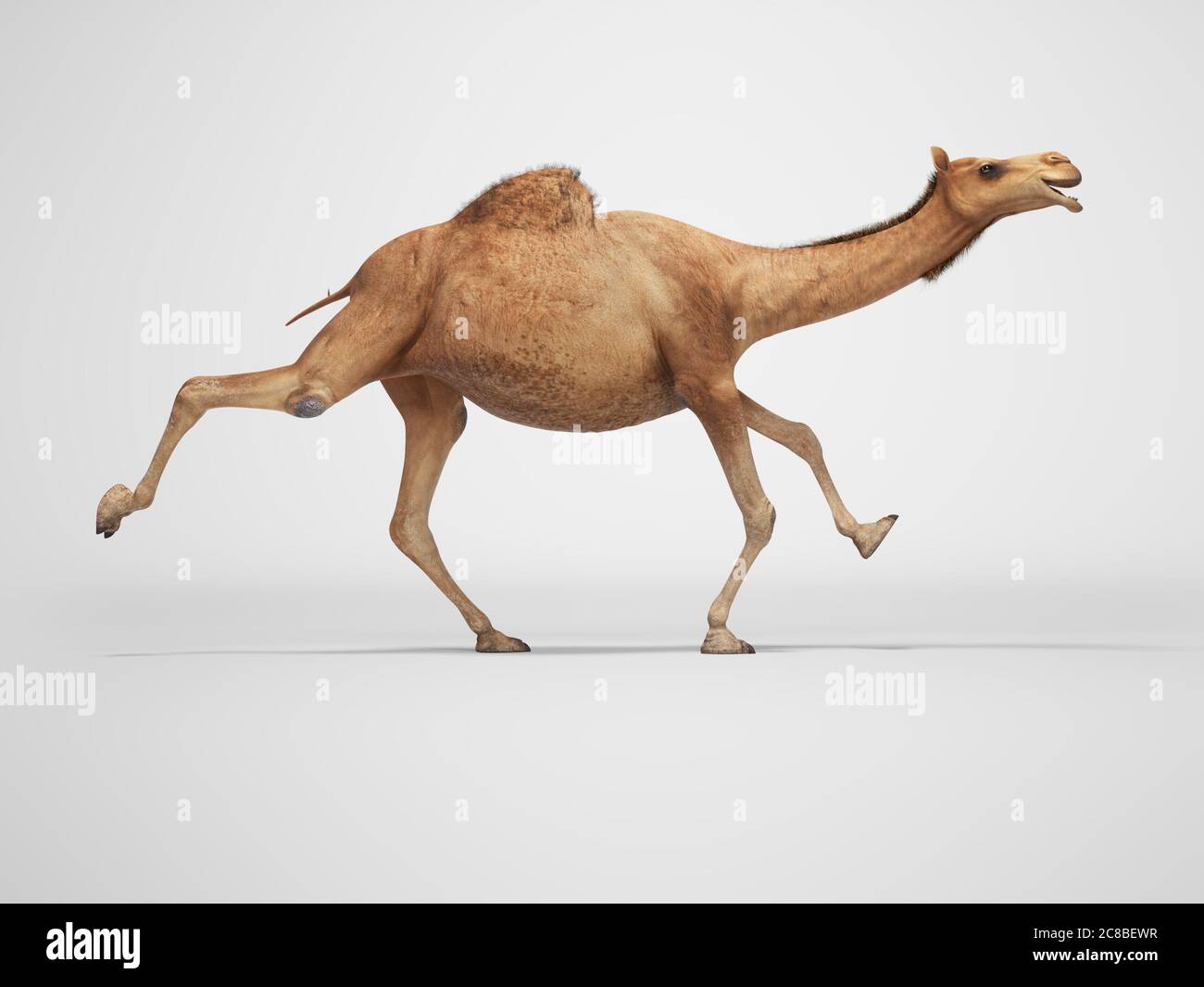 3d rendering concept of camel running on gray background with shadow ...