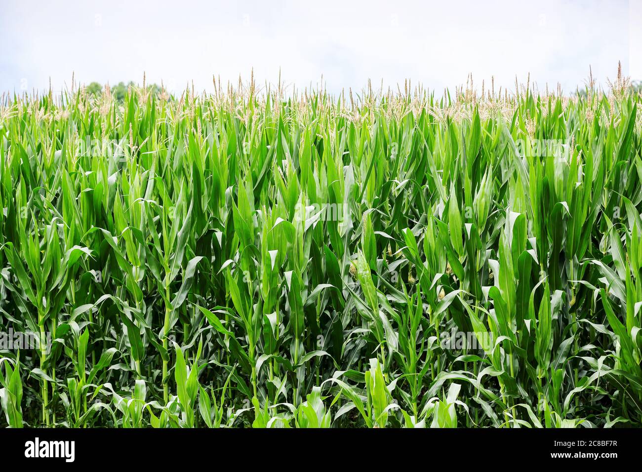 Corn field on sunny summer hi-res stock photography and images - Alamy