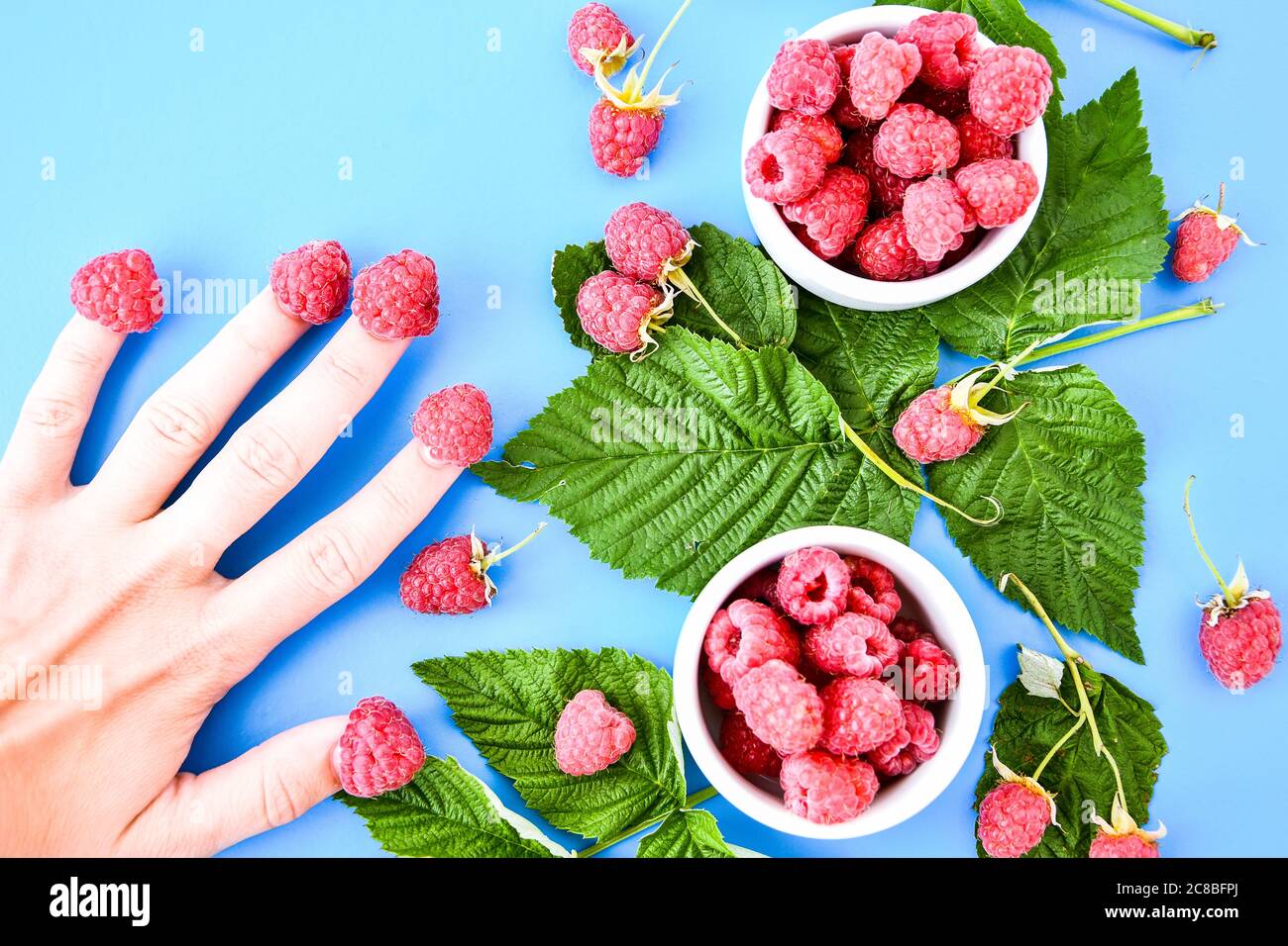 Ripe large raspberries are dressed on the fingers of the hands. Like ...