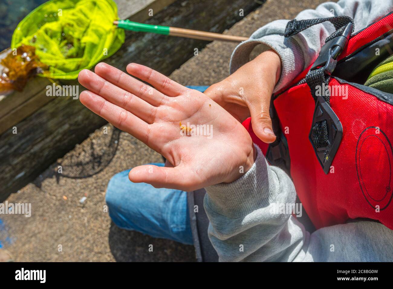 Hand holding a tiny orange fish Stock Photo - Alamy
