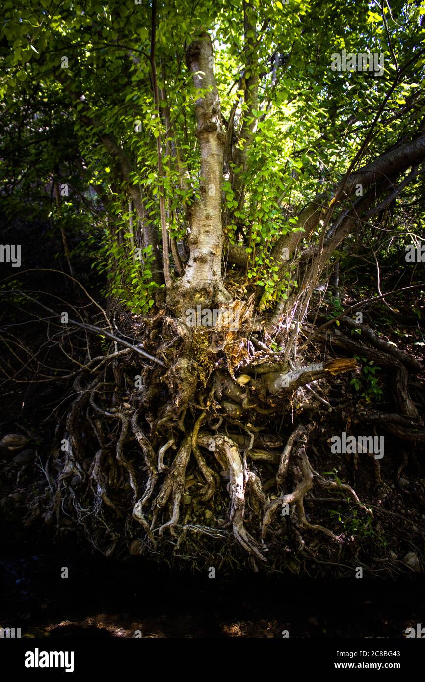 Tree above a stream, old roots unearthed Stock Photo - Alamy