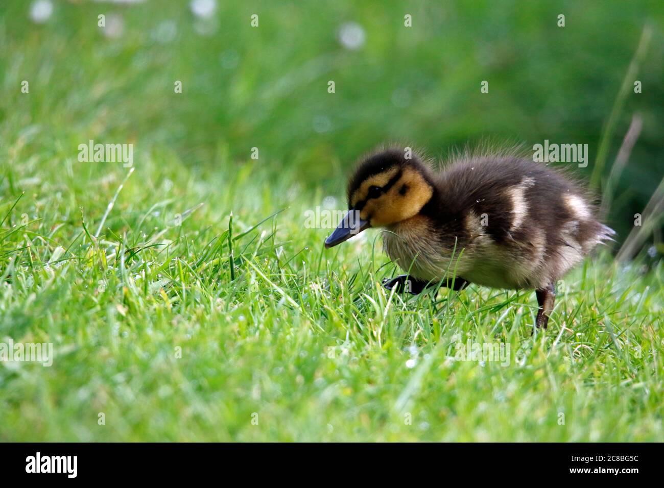 Fluffy ducklings hi-res stock photography and images - Alamy