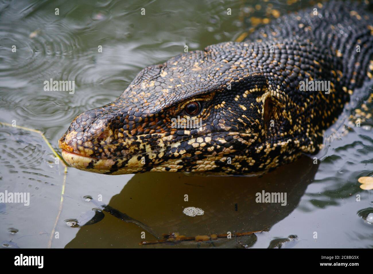 Large water monitor with black scales and yellow patches, head shot as ...