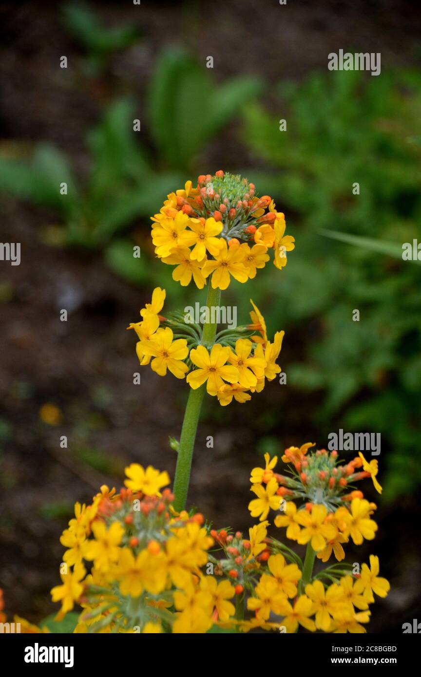 Yellow Primula Bulleyana (Bulley's Candelabra Primrose) flowers grown ...