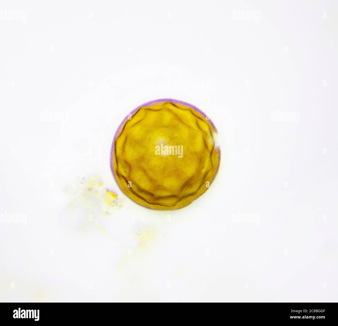 Amoeba micrograph hi-res stock photography and images - Alamy