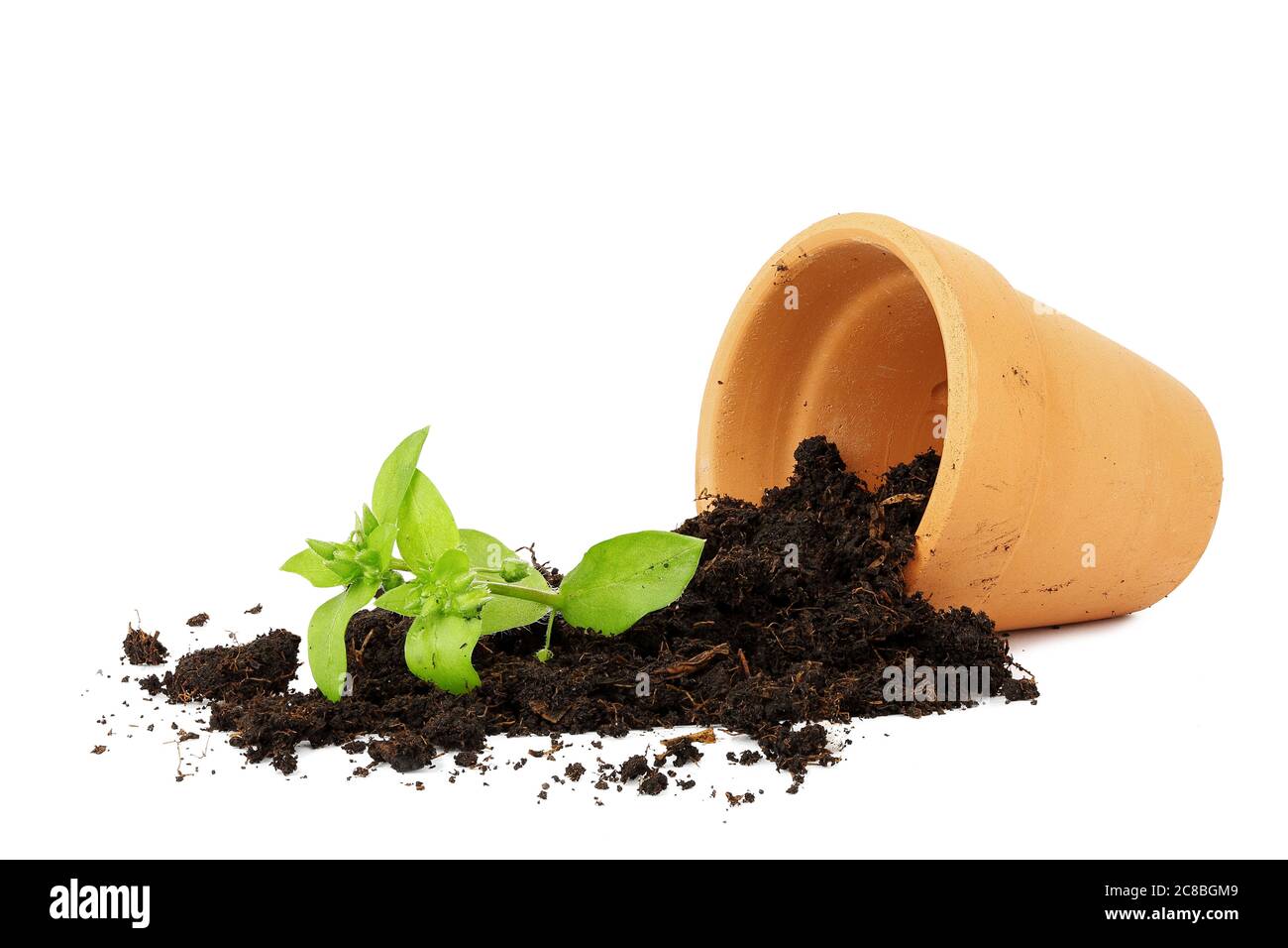 flower pot with spilled out soil isolated, damage concept Stock Photo ...