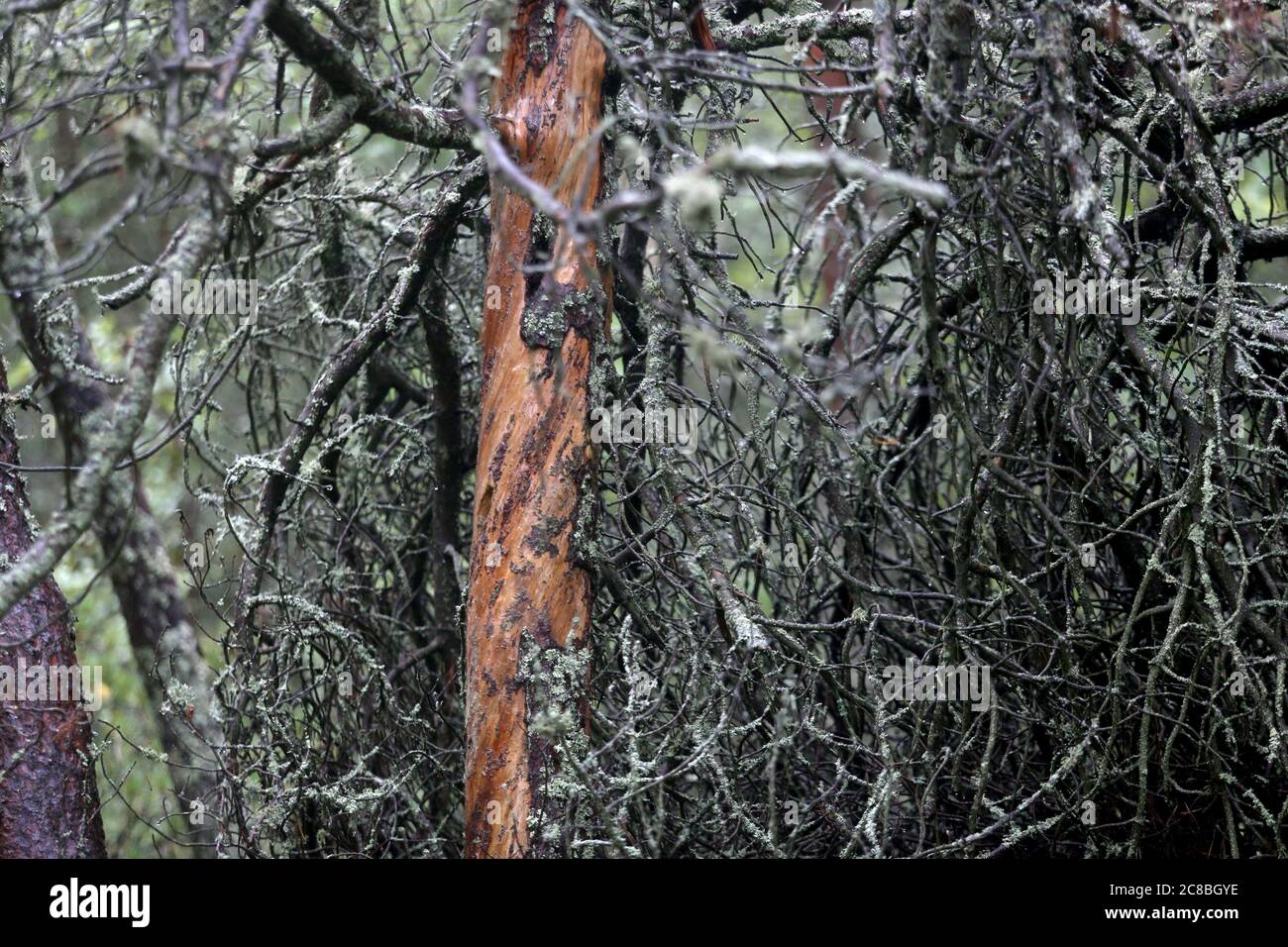 Old pine forest hi-res stock photography and images - Alamy