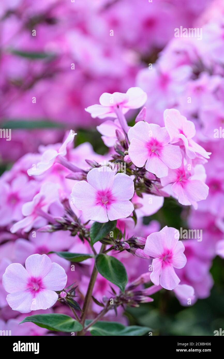 Salver-shaped pink flowers of Phlox paniculata 'Eva Cullum'. Perennial ...