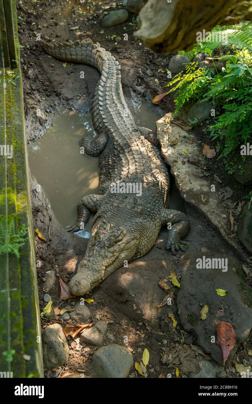 Reptiles in Bali Bird Park Stock Photo - Alamy