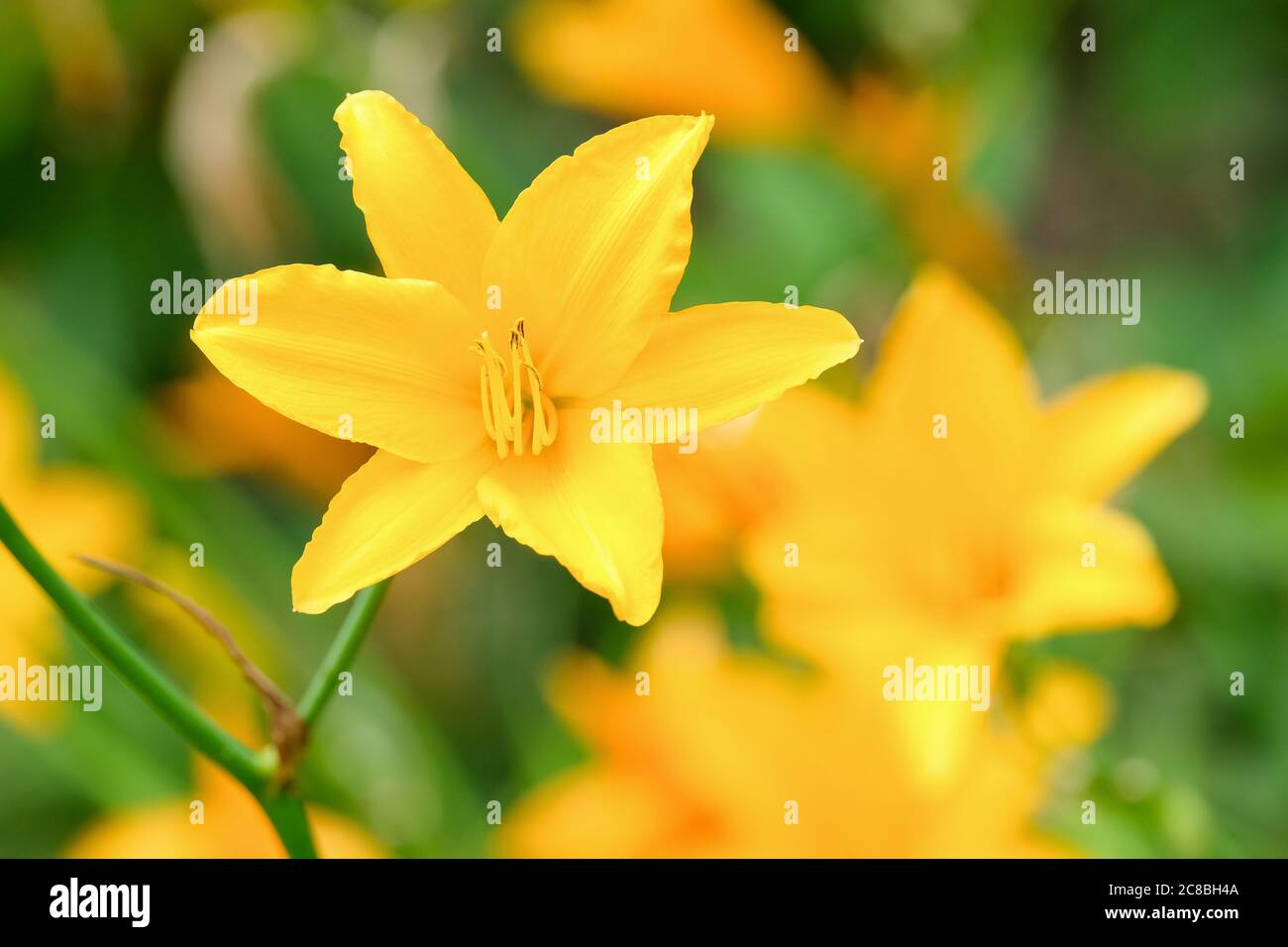 Yellow Treasure Flower High Resolution Stock Photography and Images - Alamy