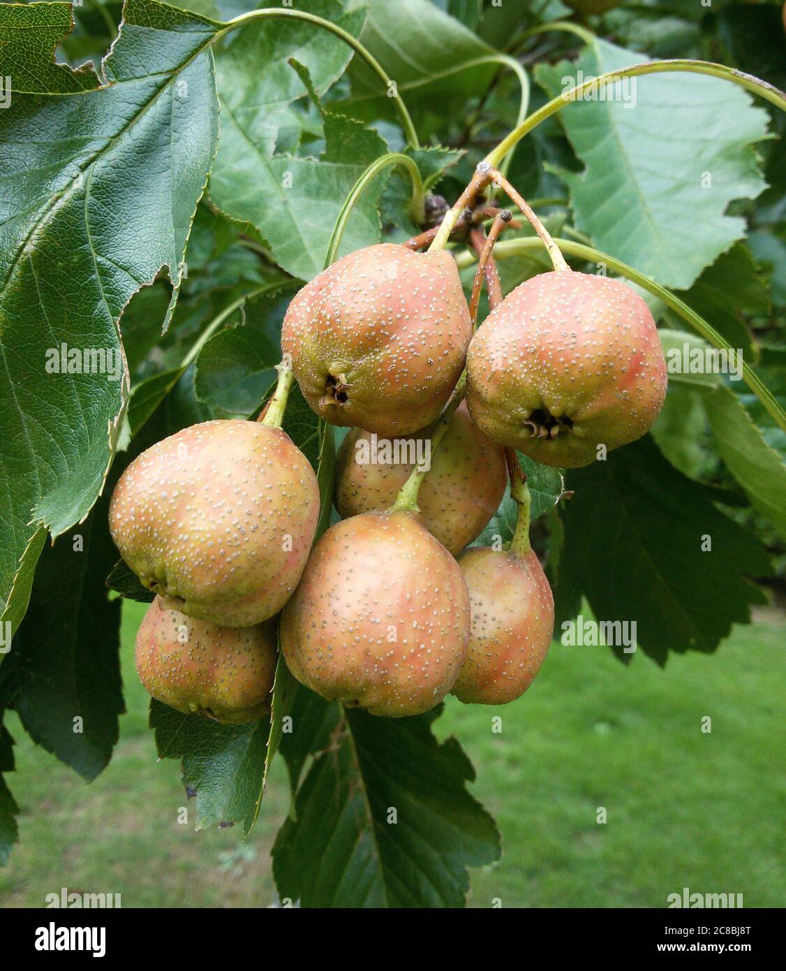 Semi ripe hi-res stock photography and images - Alamy