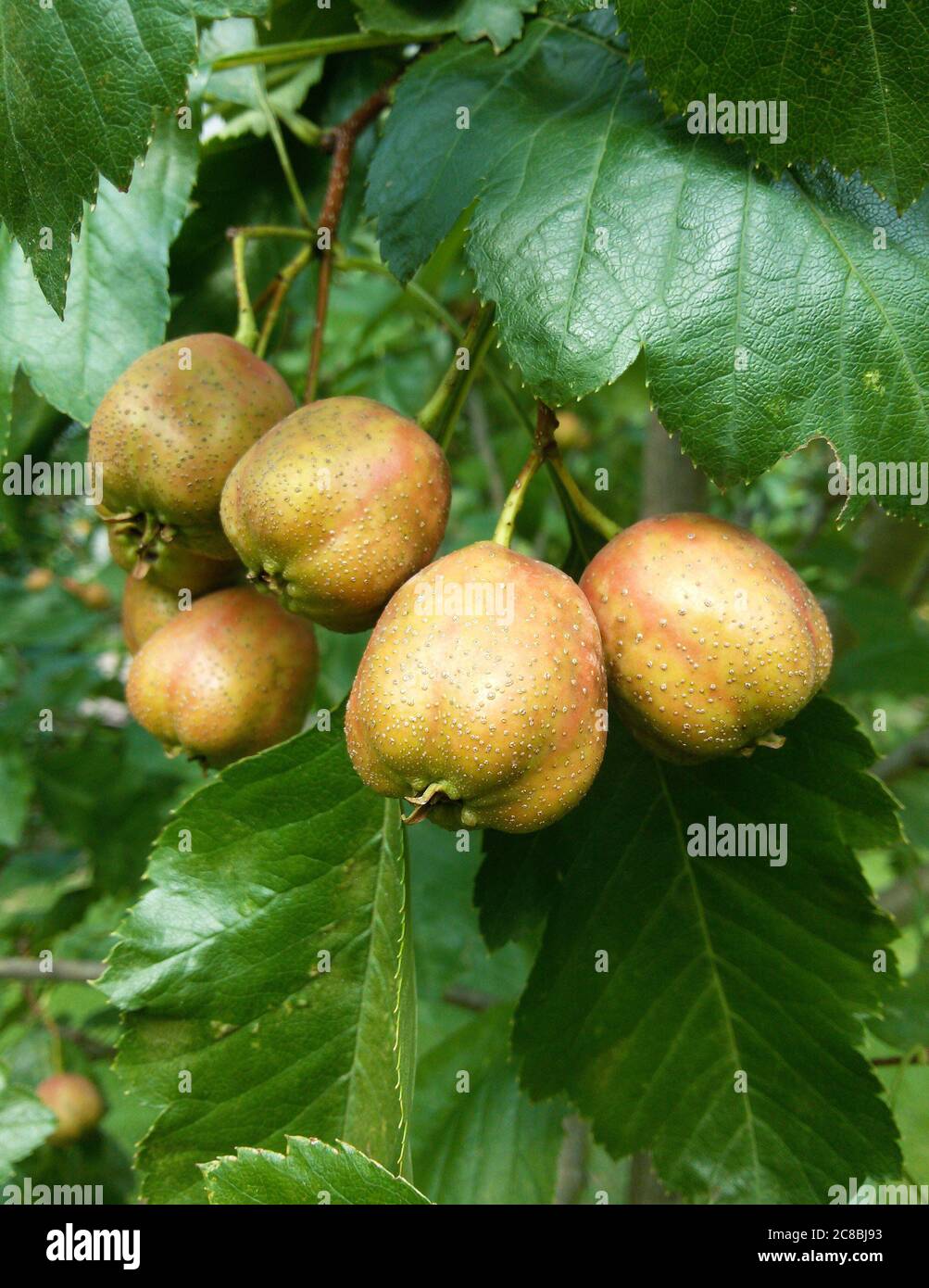Hawthorn apple hang on the trees with oily green leaves Stock Photo - Alamy