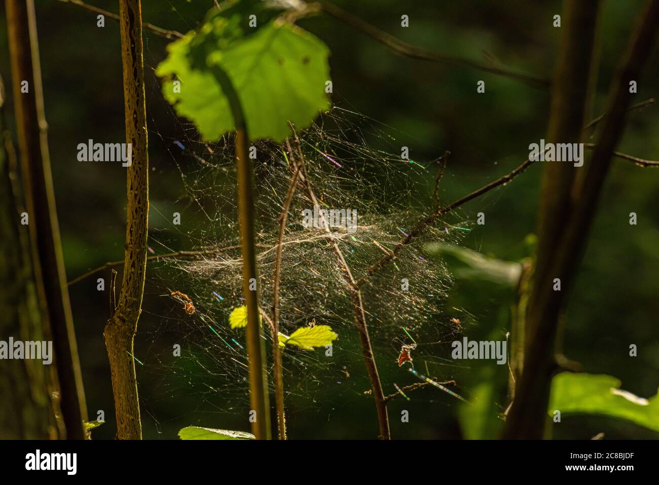 Spiders web between branches in a forest Stock Photo - Alamy