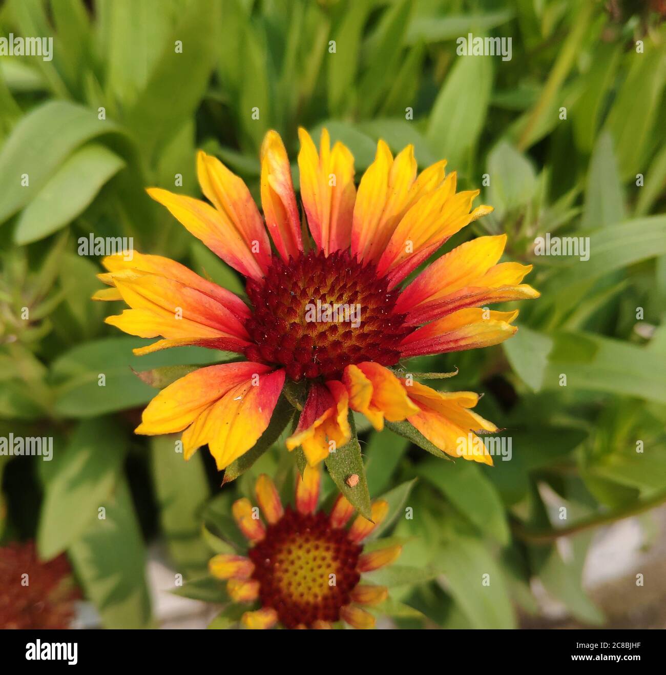 Gaillardia pulchella hi-res stock photography and images - Alamy