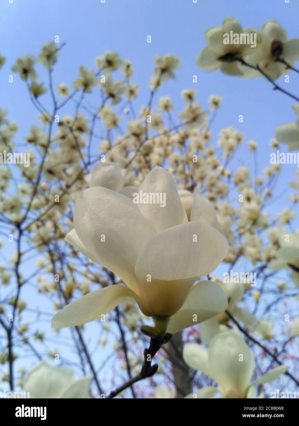White magnolia blossom as many magnolias background Stock Photo - Alamy