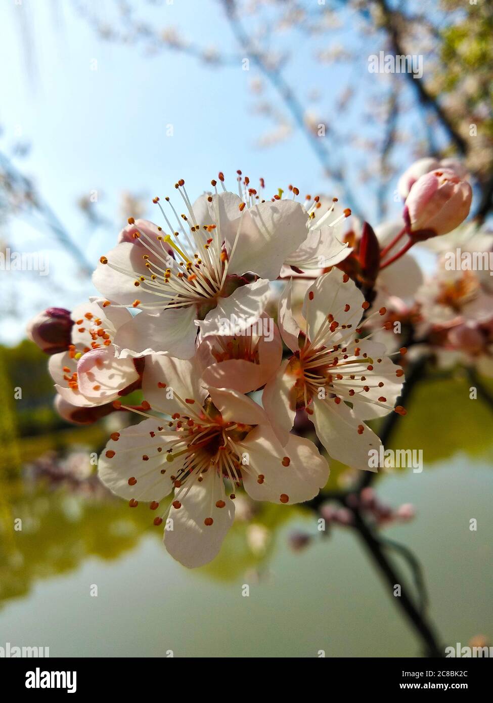 Plum flower hi-res stock photography and images - Alamy