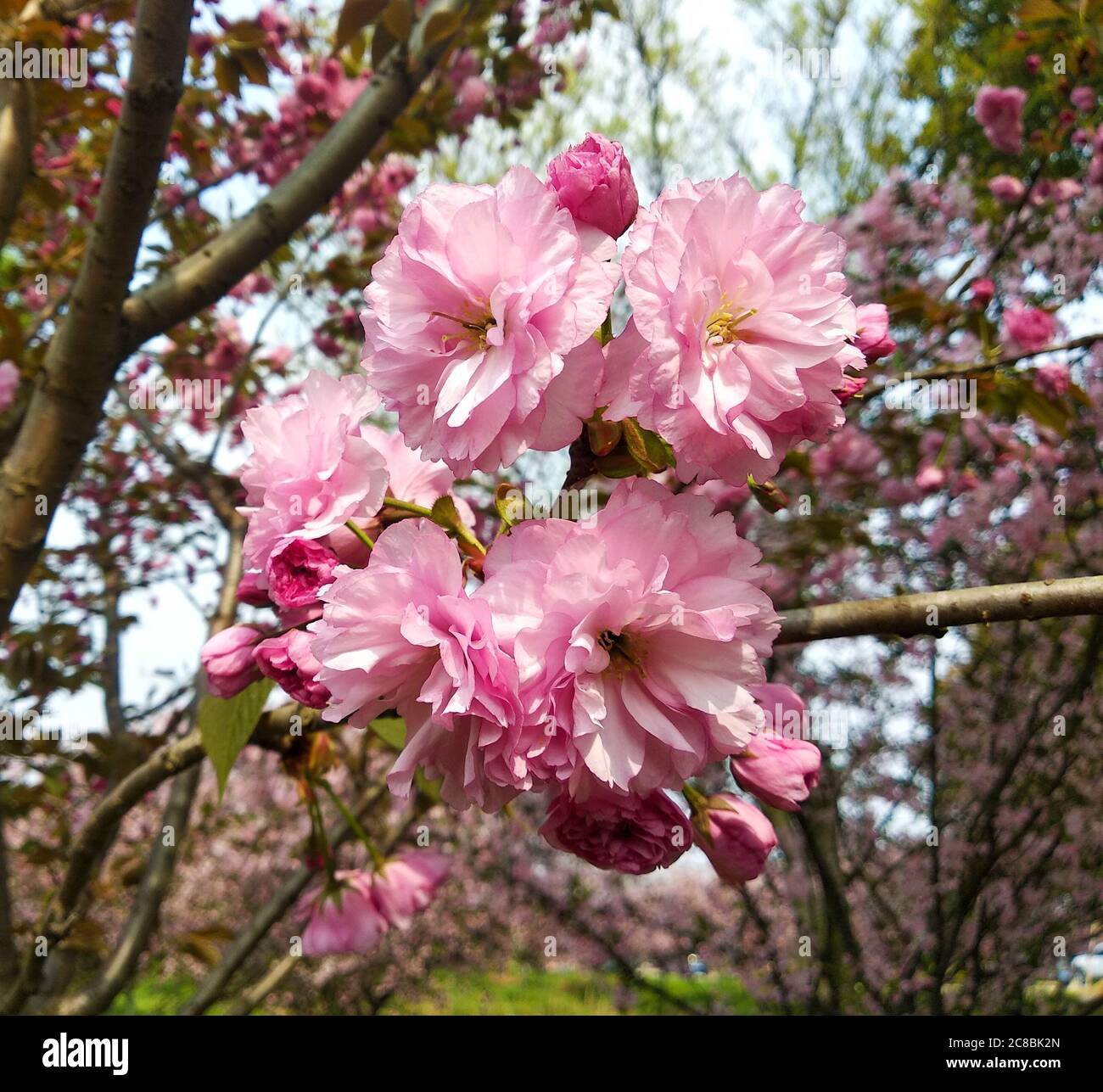 Pink sakura blossom in Spring in Shanghai, also have buds around the ...