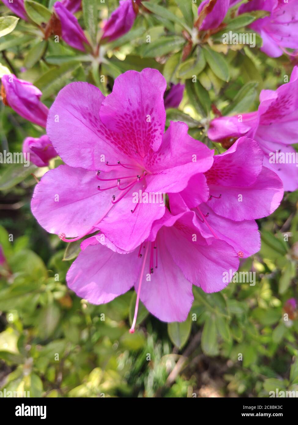 The azalea blossoms with stamens and pistils showed clearly in the ...