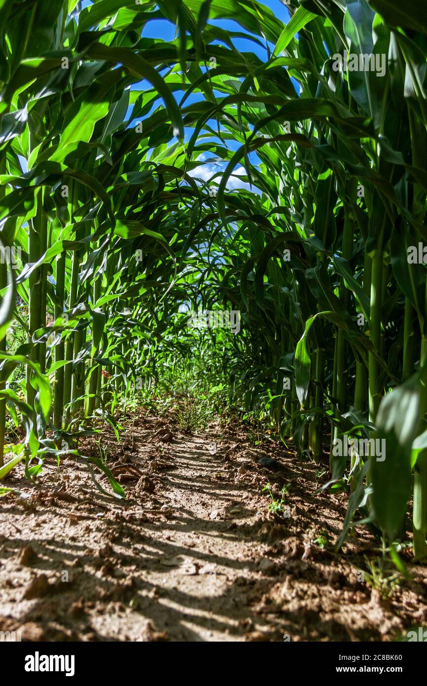 Lane between green corn plants Stock Photo - Alamy