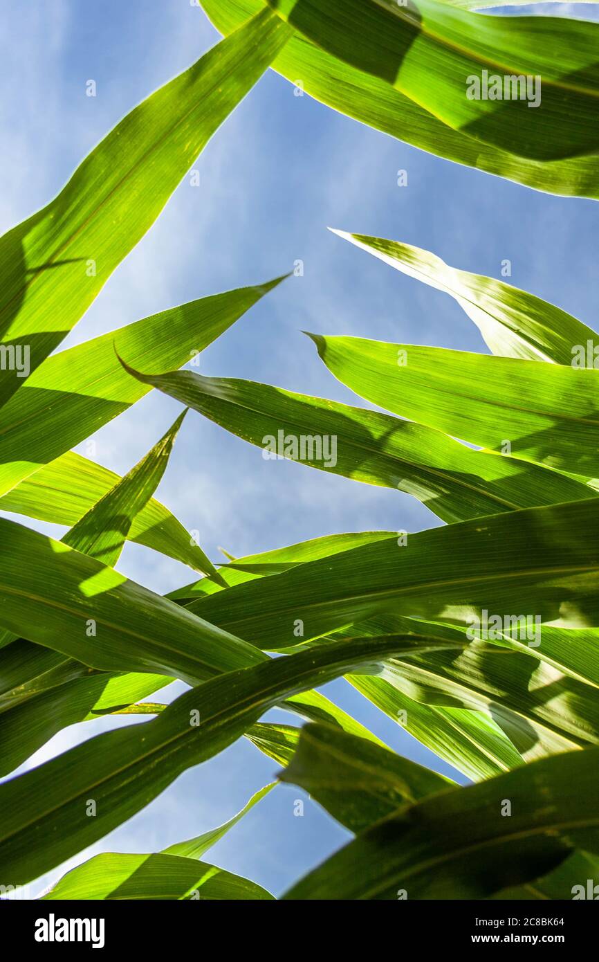 Corn leaves hi-res stock photography and images - Alamy