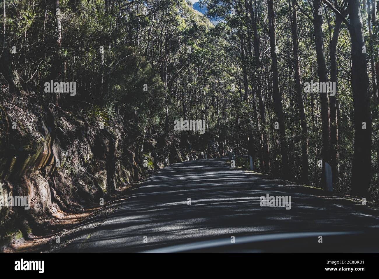 beautiful road surrounded by tall eucalyptus gum tree and Australian ...