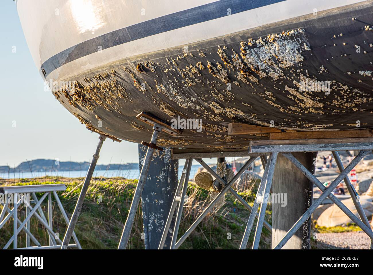 Barnacle growth on the hull of a sailboat. Ready to be scraped, cleaned ...