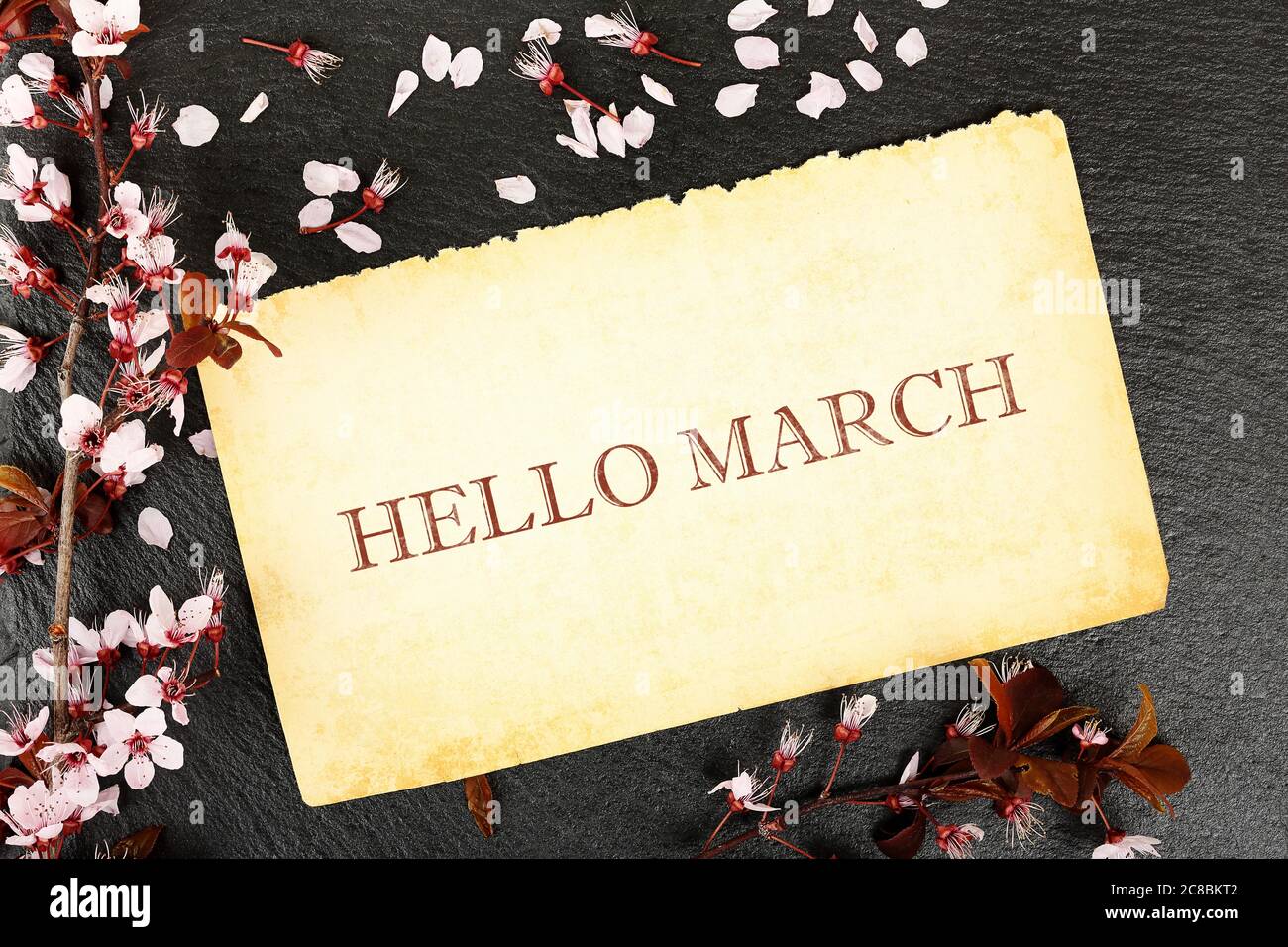 hello march written on aged paper with almond tree twig on stone ...