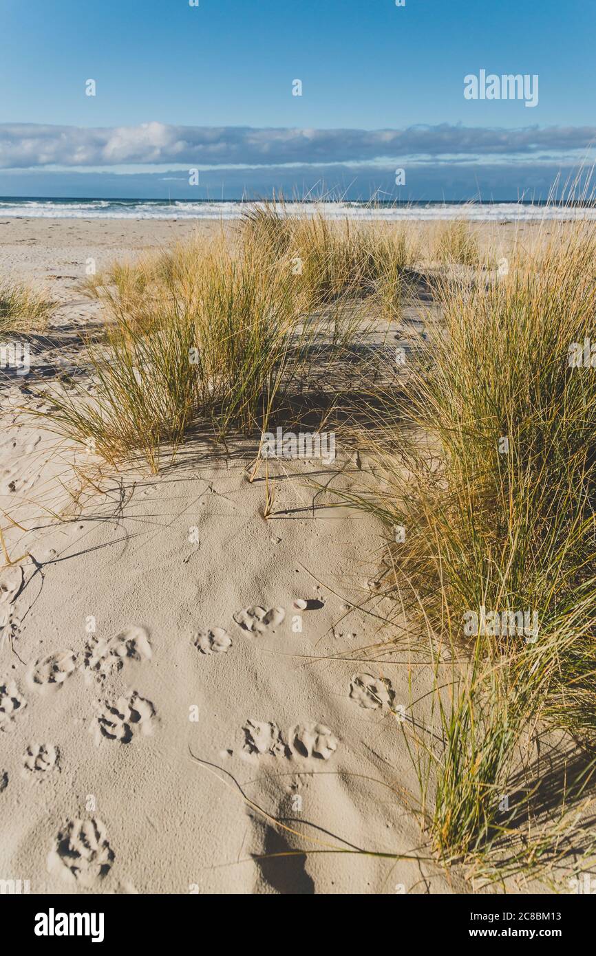 pristine untouched Australian beach in Marion Bay in Tasmania with no ...