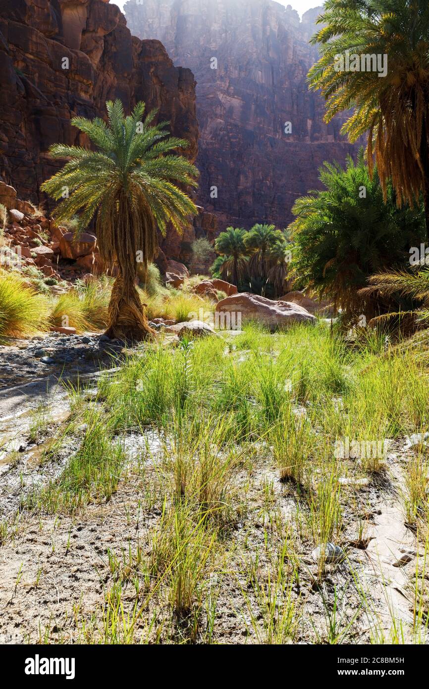 Wadi saudi arabia hi-res stock photography and images - Alamy