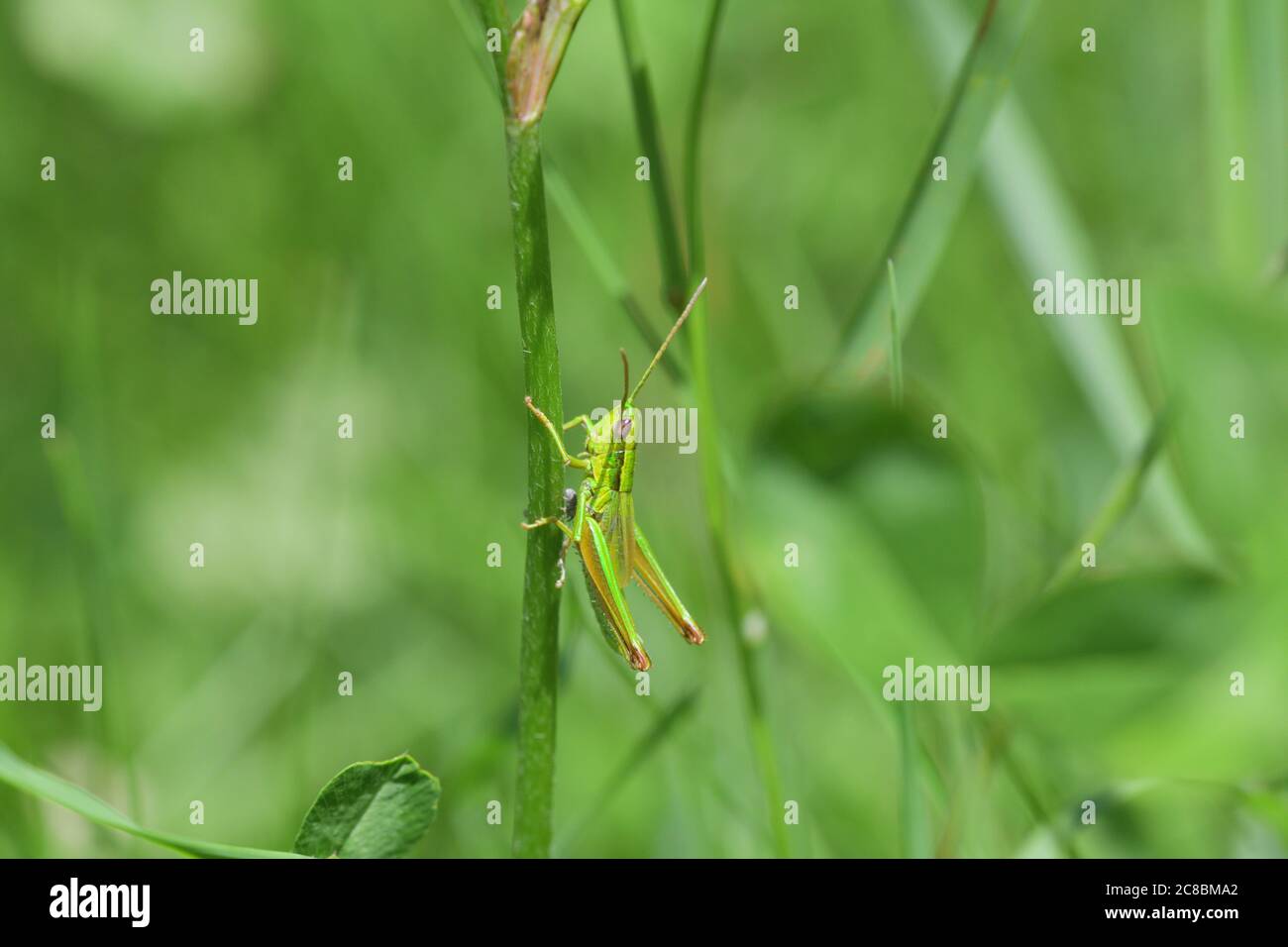 Green Meadow Grasshopper hidden in the green grass Stock Photo - Alamy