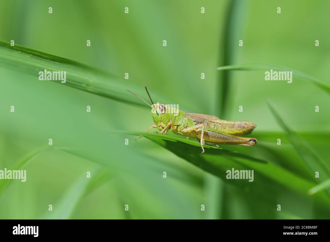 Green Meadow Grasshopper hidden in the green grass Stock Photo - Alamy