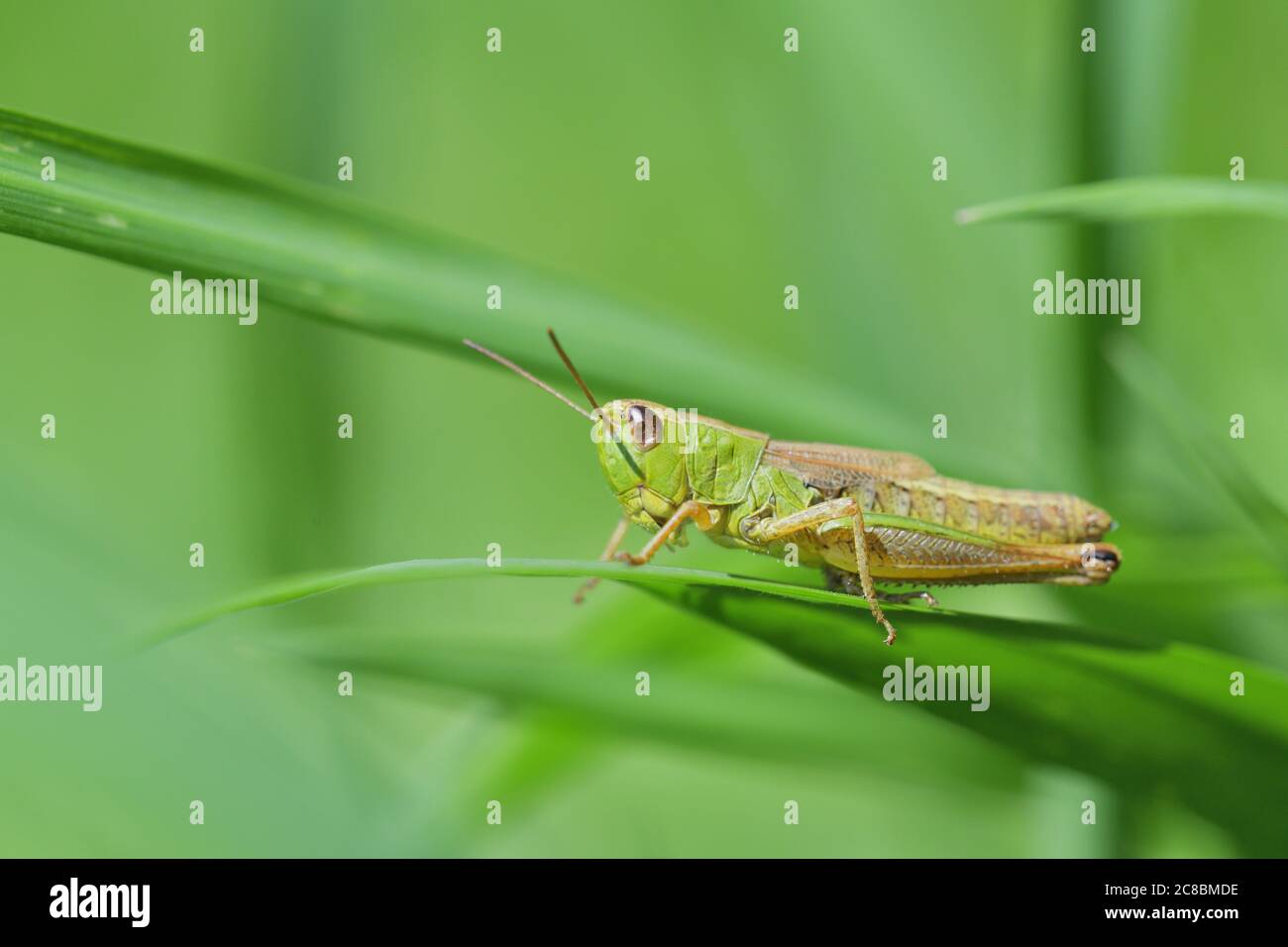 Green Meadow Grasshopper hidden in the green grass Stock Photo - Alamy