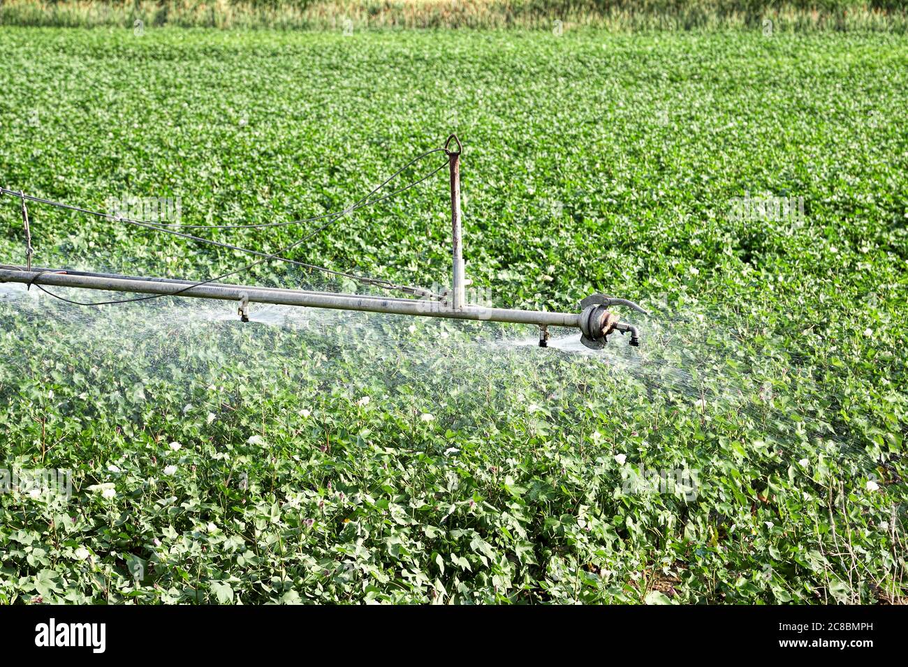 irrigation system watering green cotton field Stock Photo - Alamy
