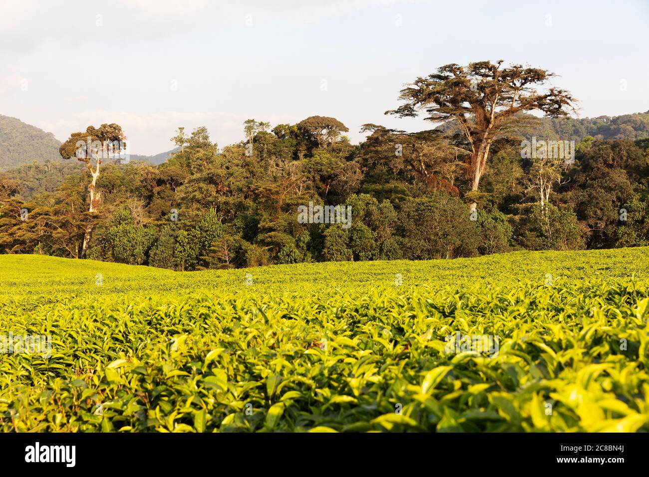 Tea plantation wildlife hi-res stock photography and images - Alamy
