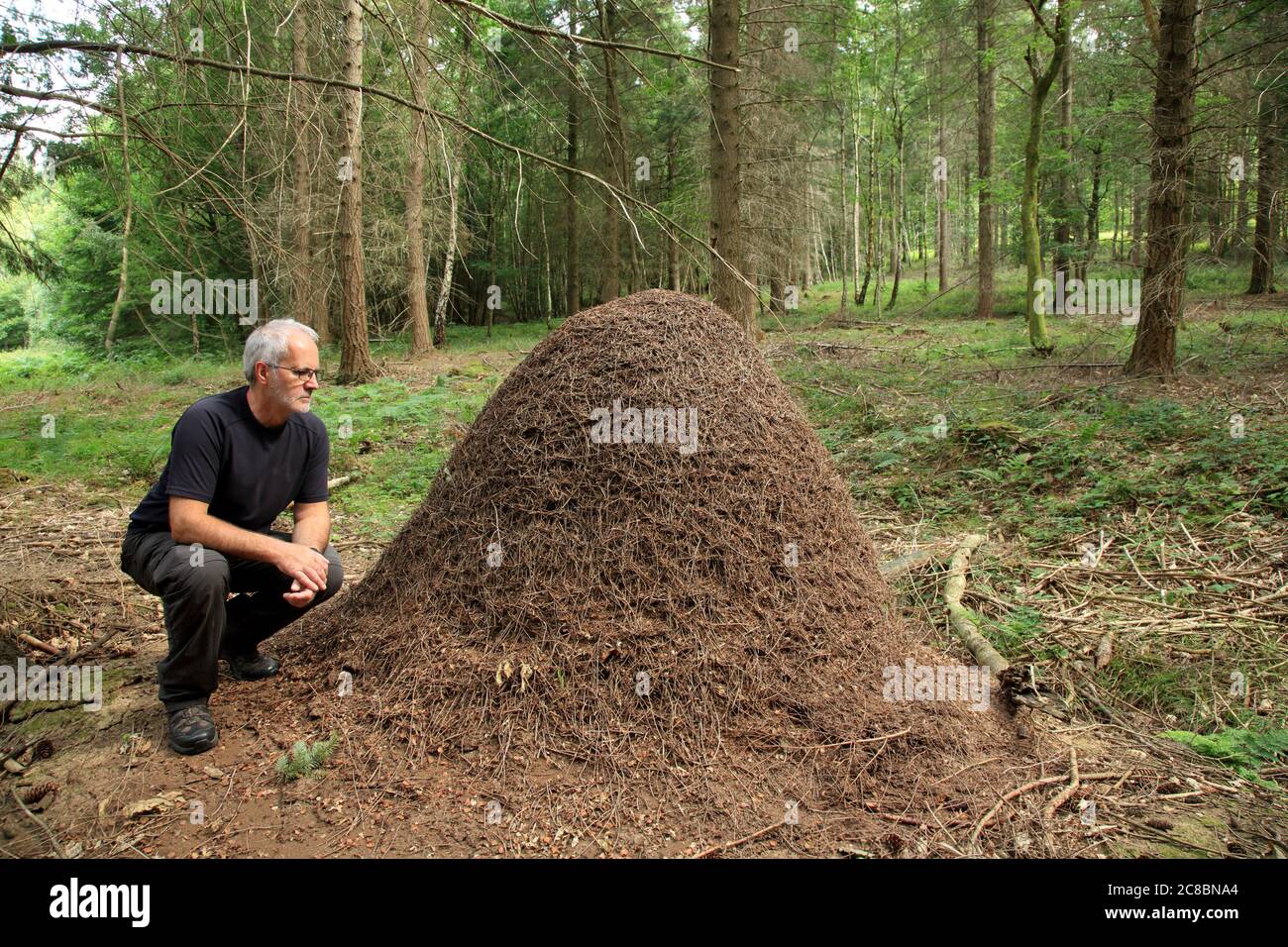 Large Red wood Ant (formica rufa) nest in the Wyre forest ...
